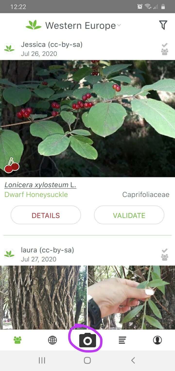 PlantNet app: cómo funciona y cómo instalarla (tutorial) - Notas Naturales