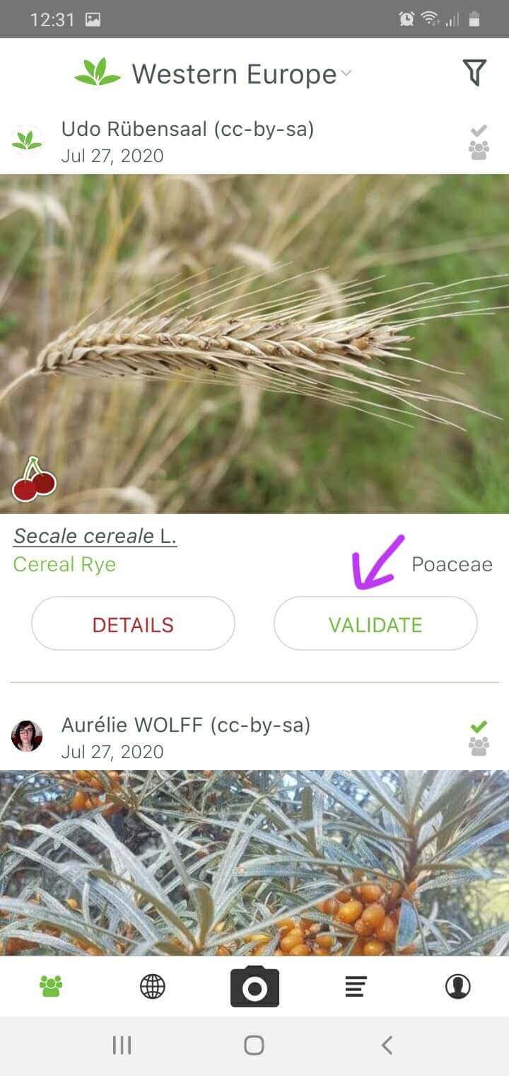 PlantNet app: cómo funciona y cómo instalarla (tutorial) - Notas Naturales