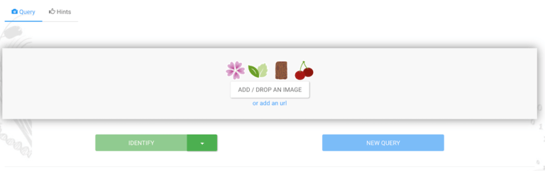 PlantNet app: cómo funciona y cómo instalarla (tutorial) - Notas Naturales