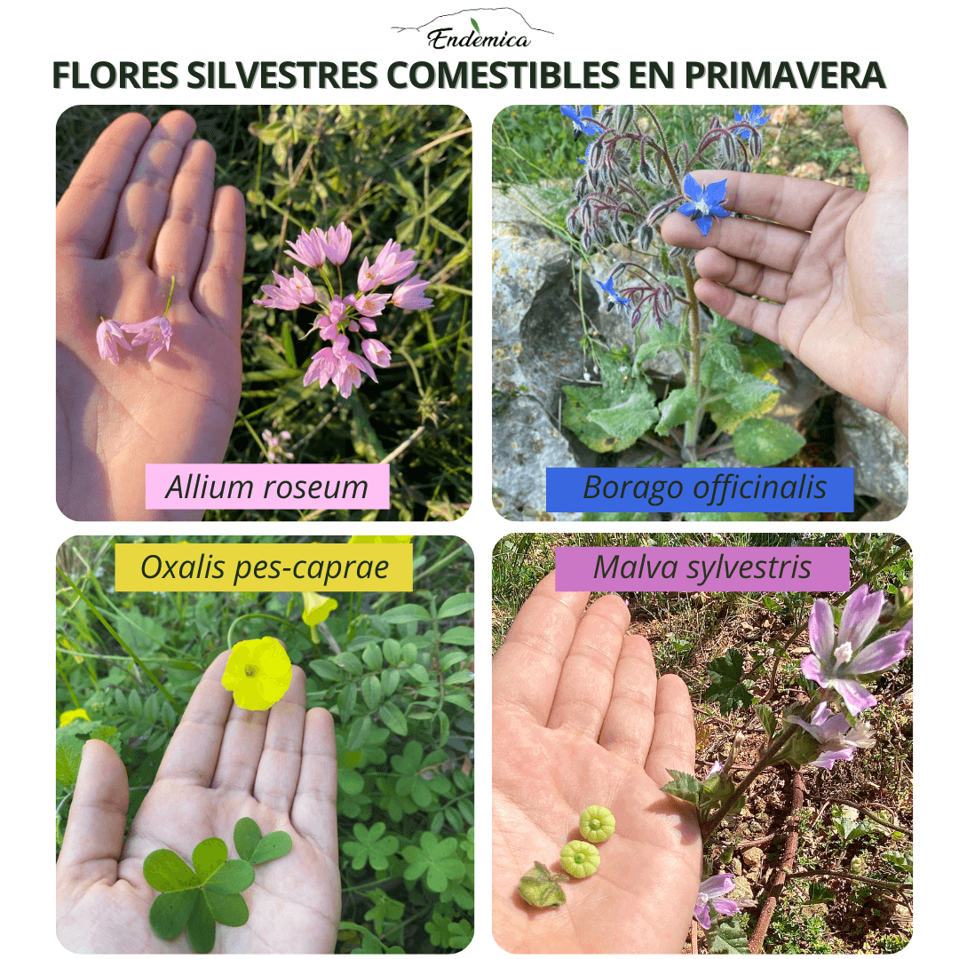 Recolectar hierbas del campo, identificación y ejemplos - Notas Naturales